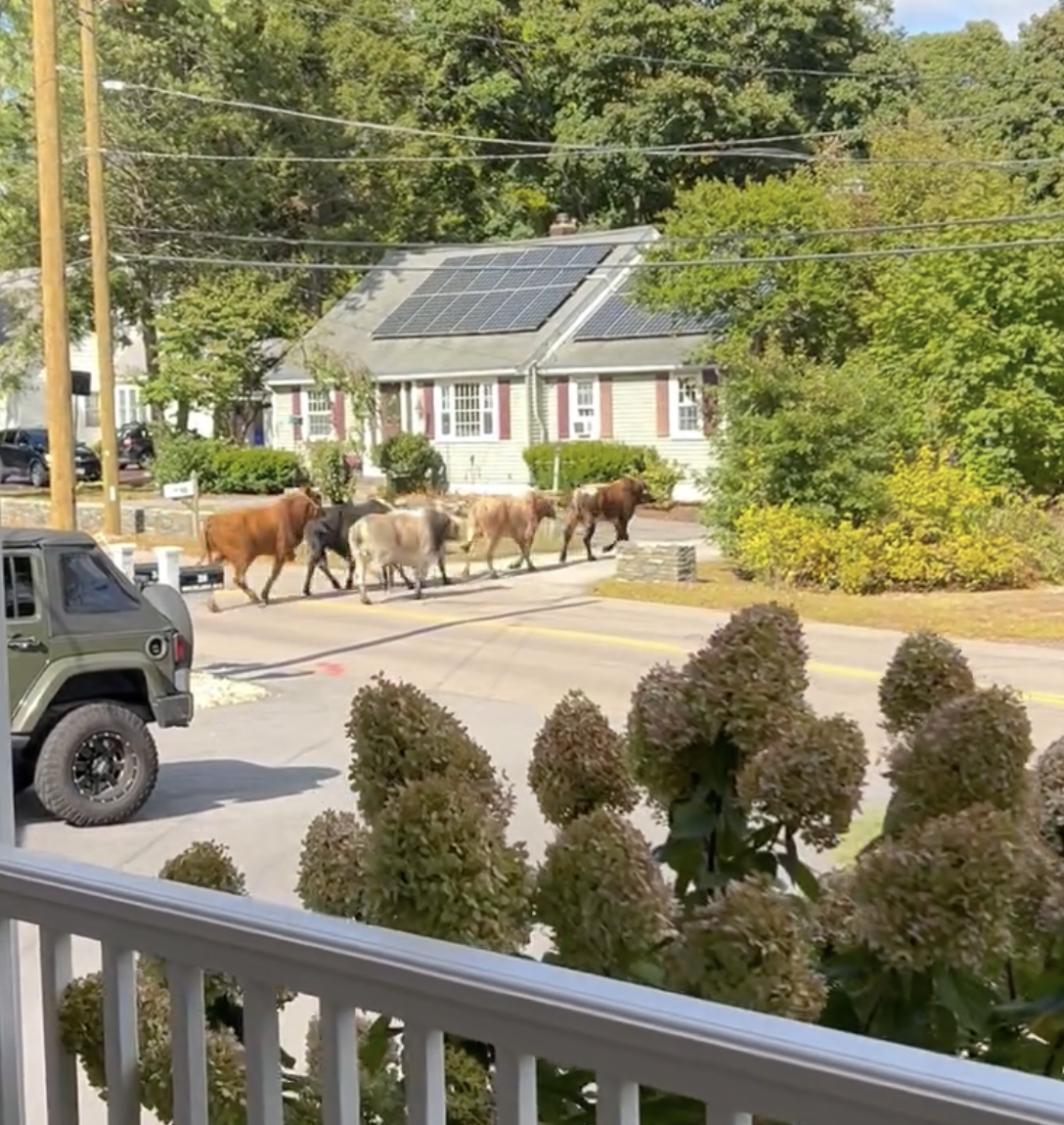 UPDATE: 8 Bulls Escape From Rodeo at Emerald Square… | Go Local Prov