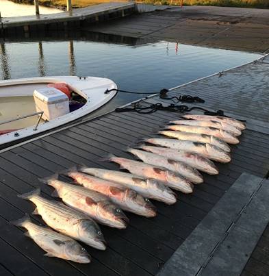 NEW: RI DEM Cites Fisherman for Exceeding Striped… | Go Local Prov