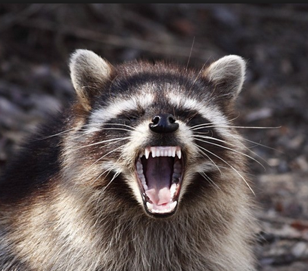 RIDOH: 6 Rabid Animals Found Across 3 RI Communities | Go Local Prov