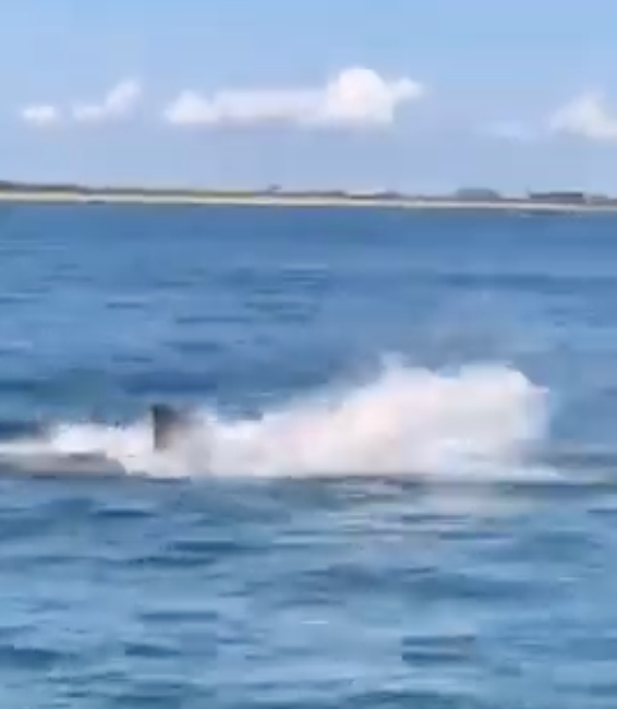 VIDEO: Great White Shark Seal Attack Off Nantucket | Go Local Prov