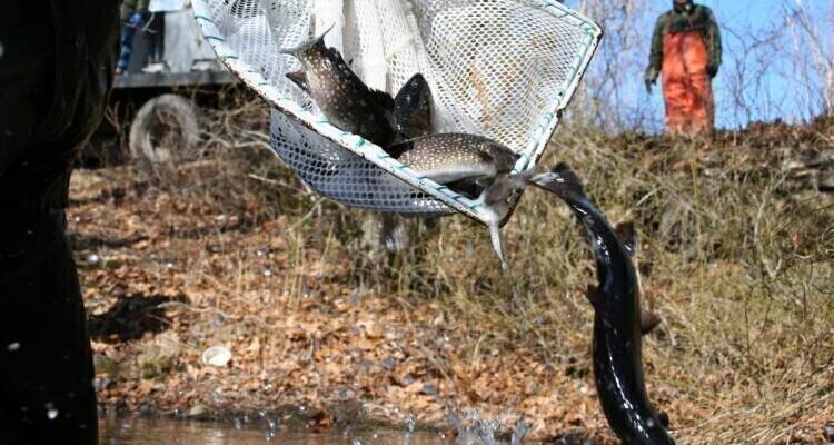 24 Rhode Island Waterways to be Stocked With Trout -… | Go Local Prov