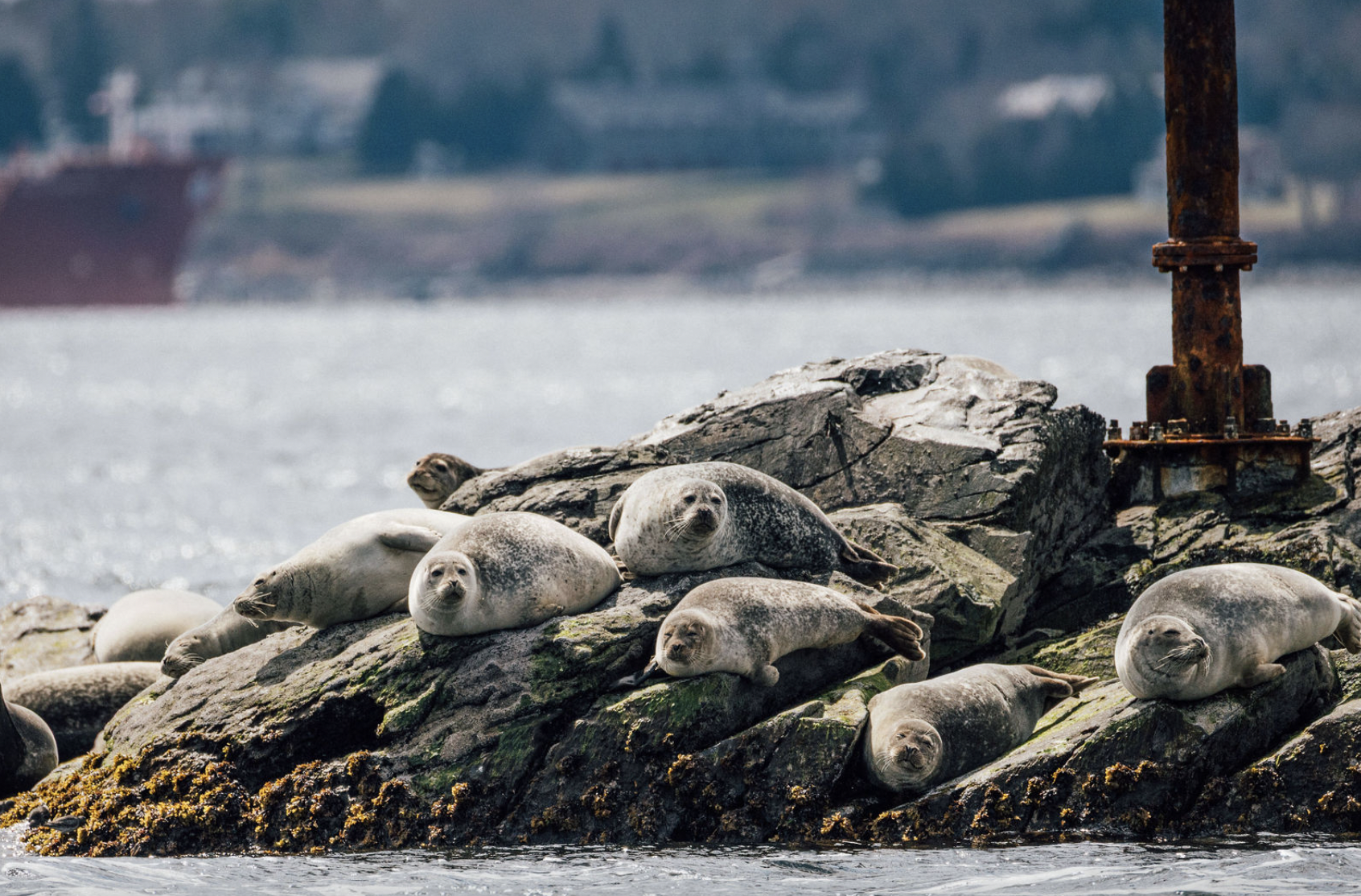 755 Seals in RI Waters, According to Save the Bay… | Go Local Prov